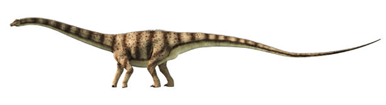 Diplodocus | Dino Encyclopedia